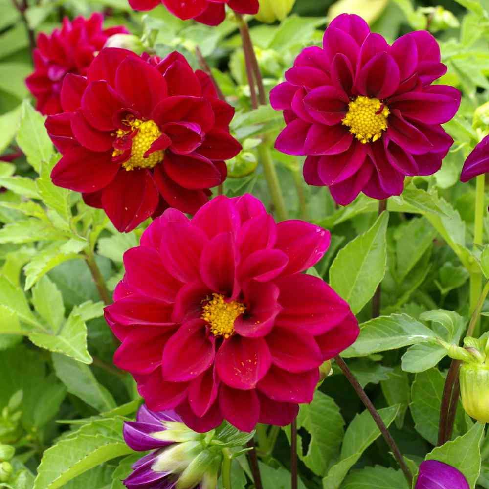 Outsidepride Dahlia Opera Violet - 400 Seeds - Walmart.com