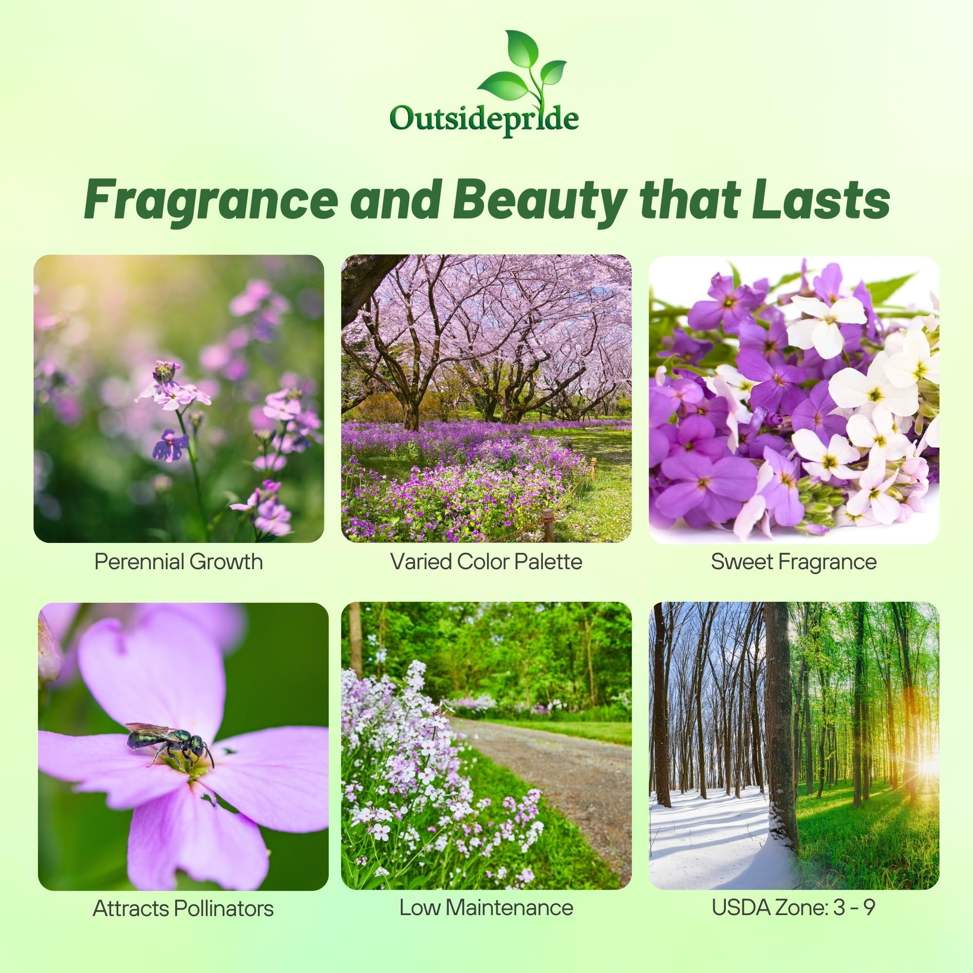 Outsidepride Dame's Rocket Flower Seeds - 5000 H2FSDPcs Perennial, Grow ...