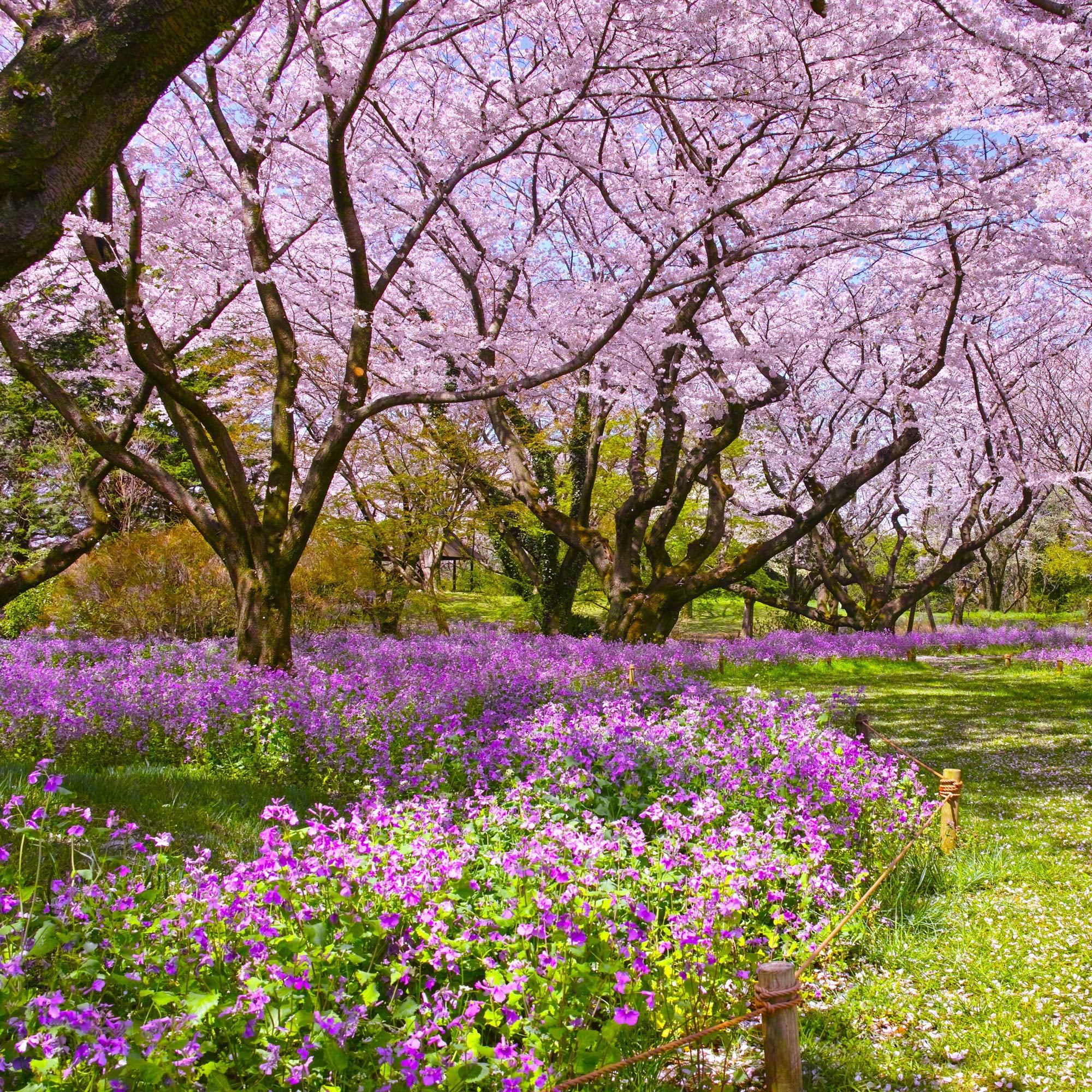 Outsidepride Dame's Rocket Flower Seeds - 5000 MHD1Pcs Perennial, Grow ...