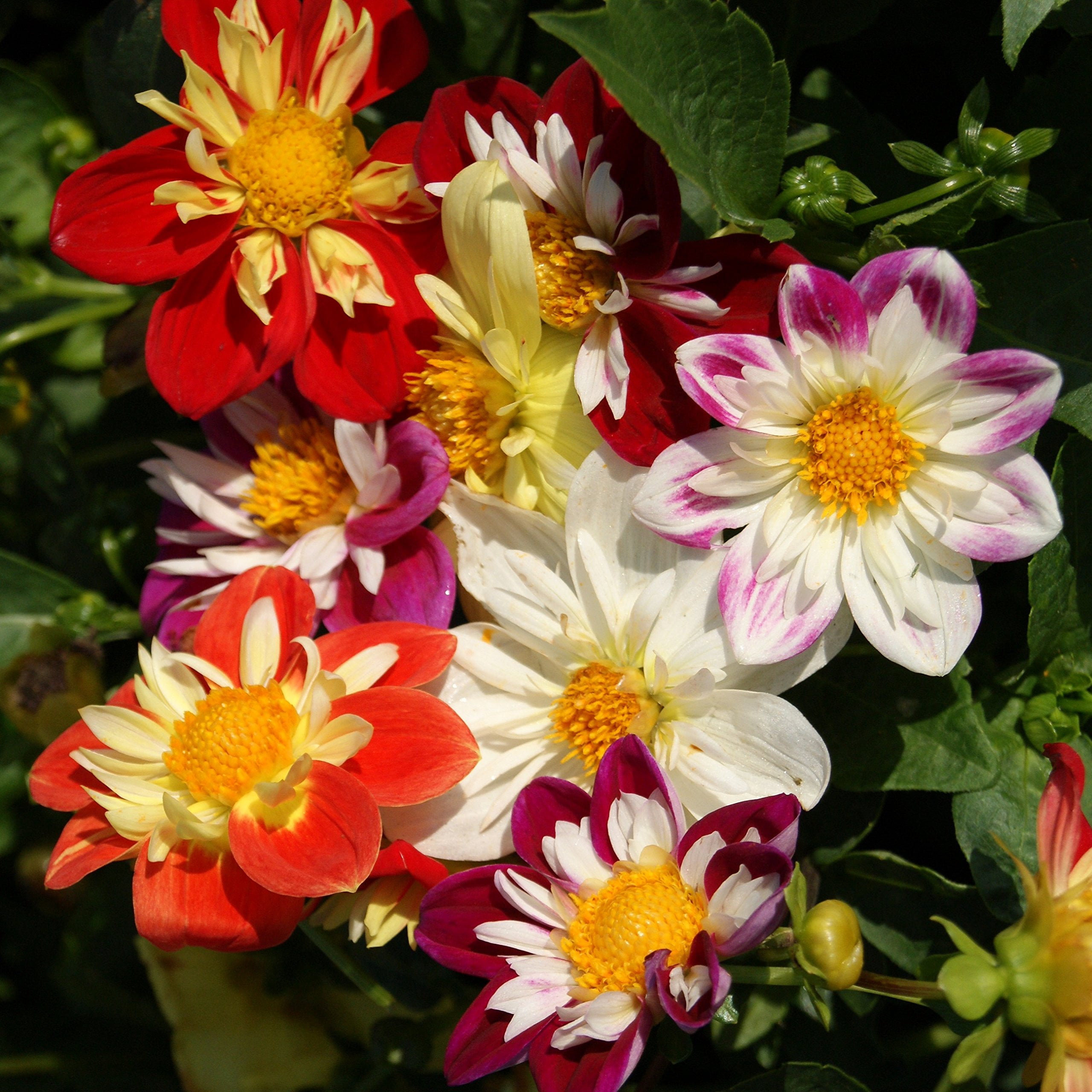 Outsidepride Dandy Mixed TWE5 Dahlia Seeds for Planting - 500 Annual ...