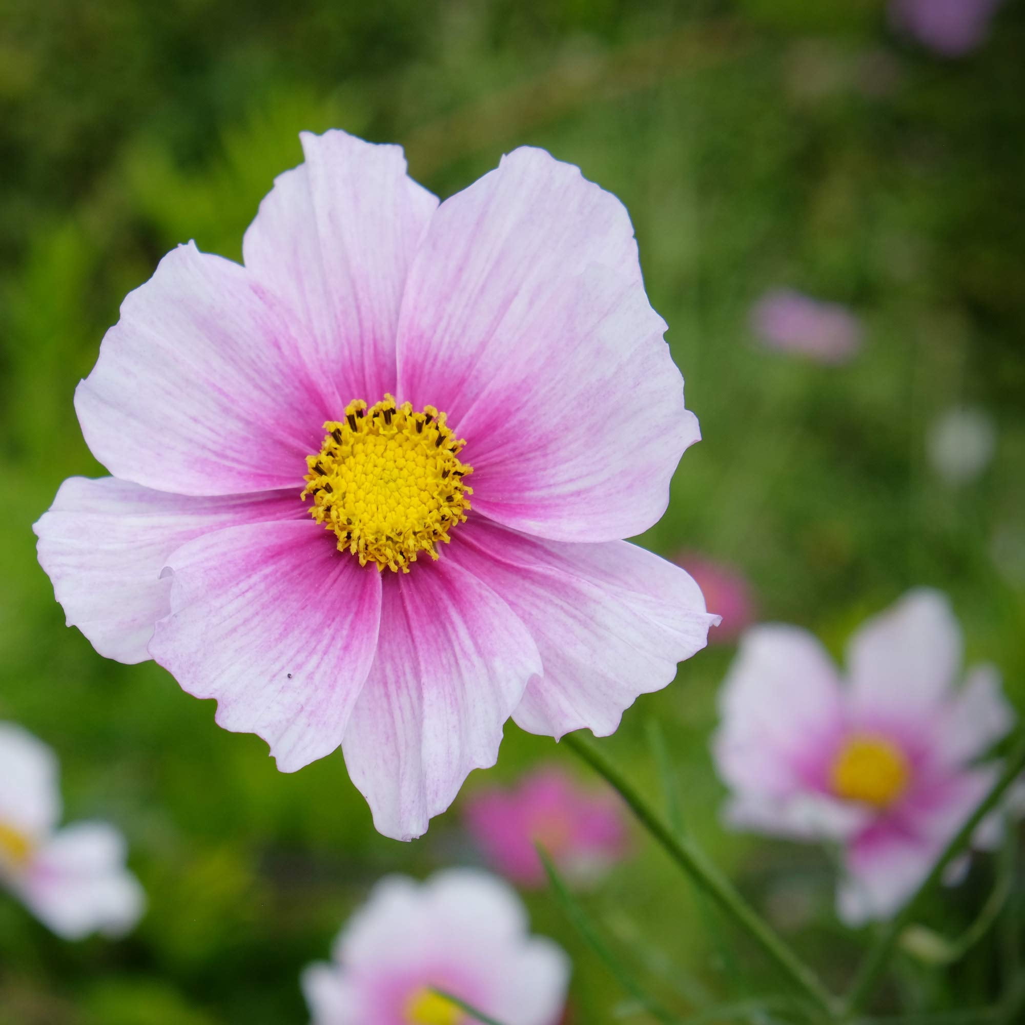 Outsidepride Day DreamITSC Cosmos Bipinnatus Seeds - 1000 Pcs Annual ...