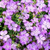 Alstromeria Peruvian Lily Devotion Plant Seed - 20 Seeds - Walmart.com