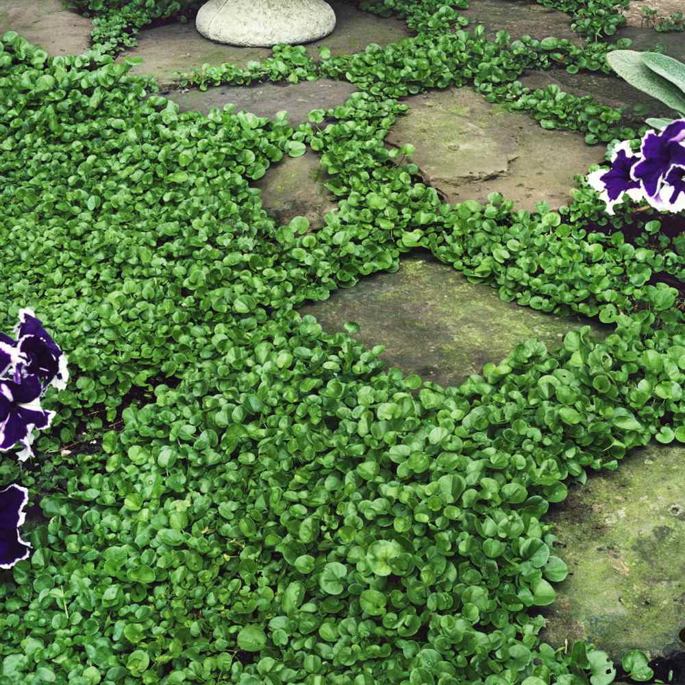 Perennial Dichondra Repens Ground Cover Seeds - 1 LB - Walmart.com