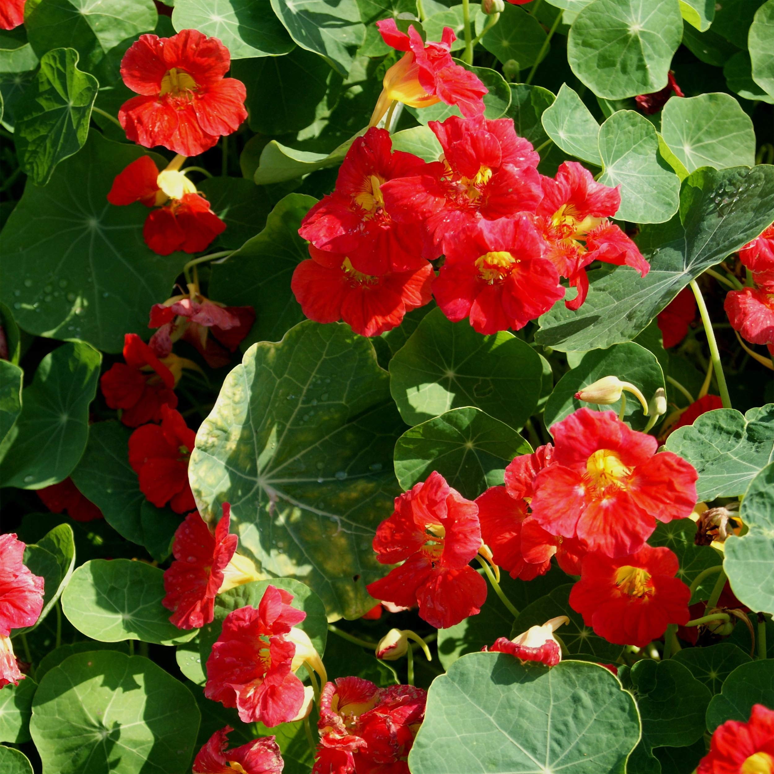 Outsidepride Double Cherry SCH4 Rose Nasturtium Seeds - 200 Pcs Annual ...