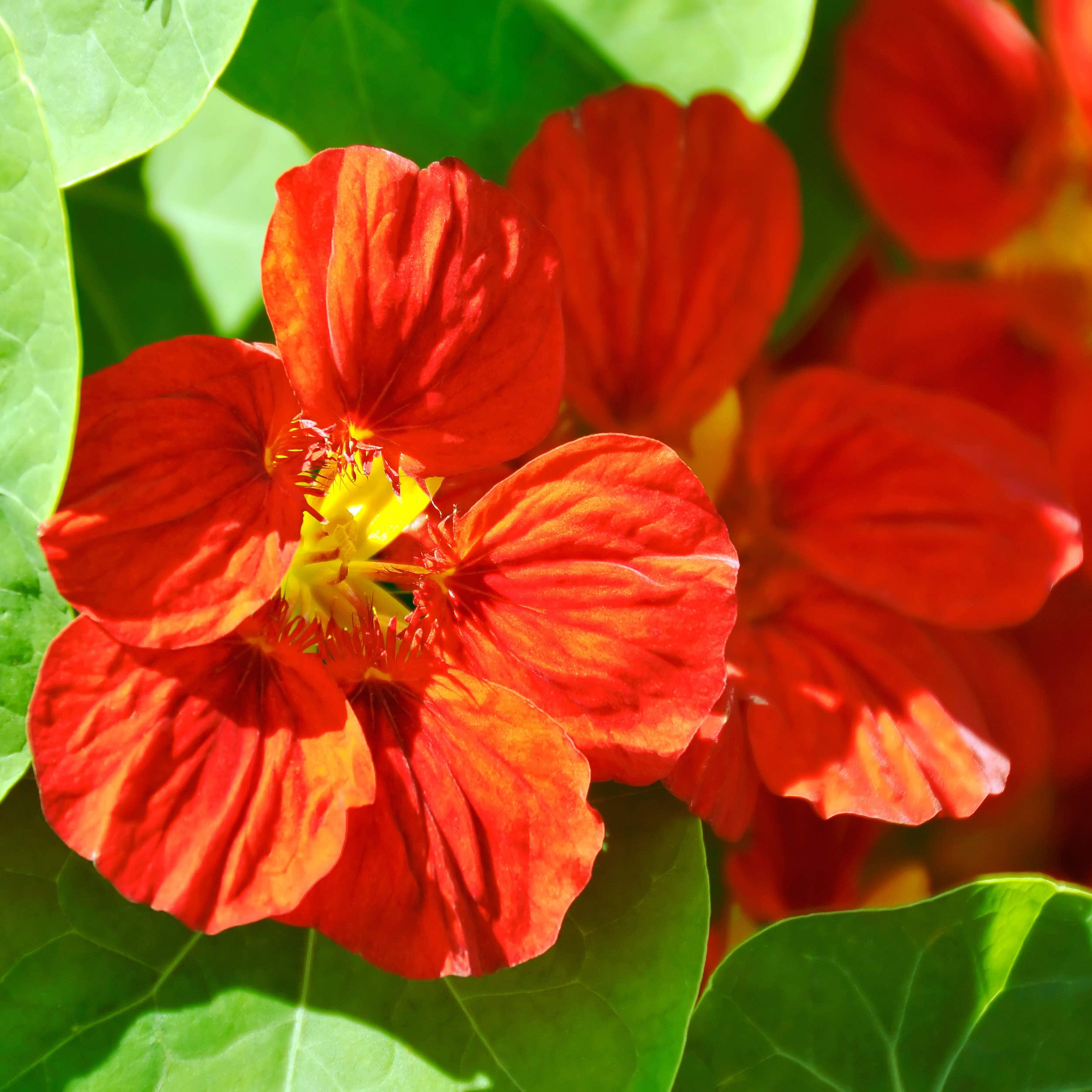 Outsidepride Double Gleam Mahogany Nasturtium Seeds MVR1 - 200 Pcs ...
