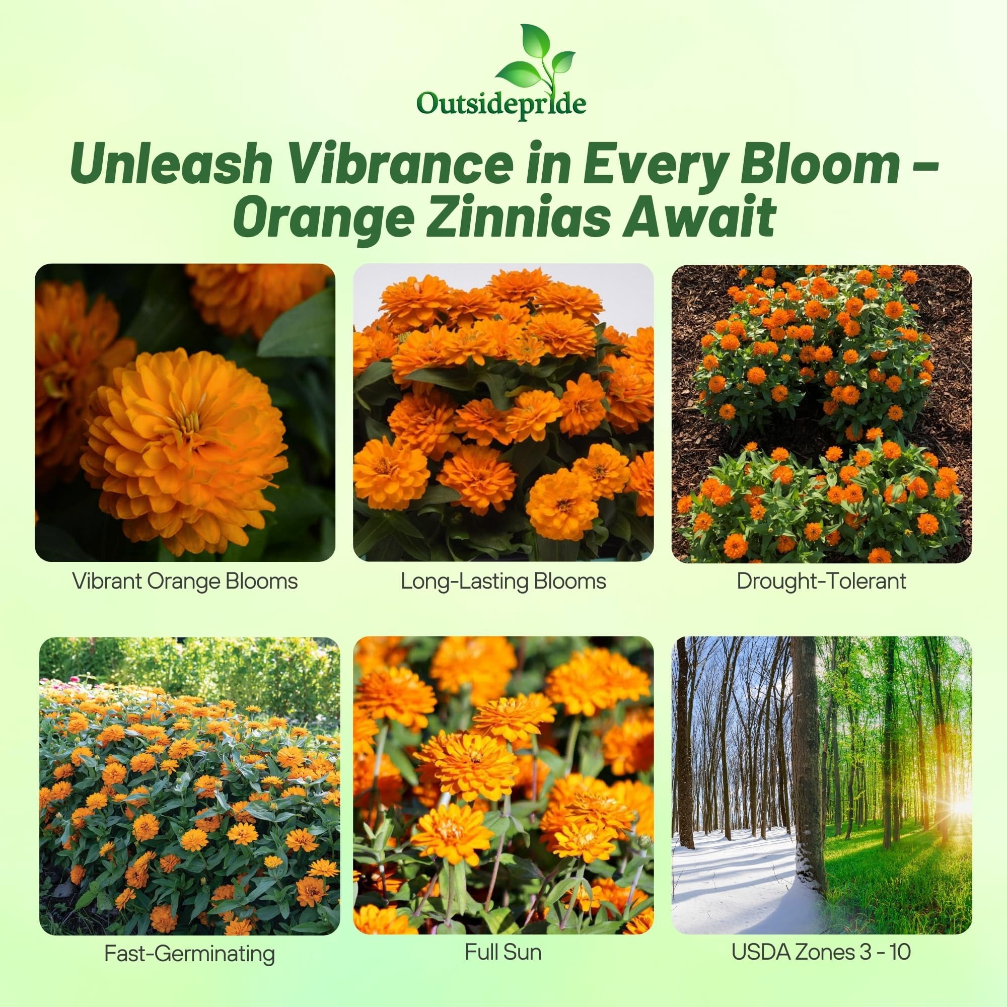 Outsidepride Double Orange Bright Zinnia Seeds for H2FSDPlanting 50 Pcs ...