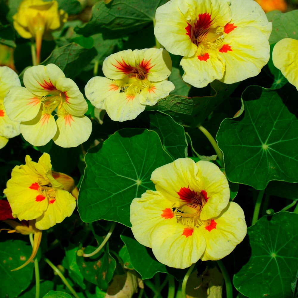 Outsidepride Double Peach Melba Nasturtium Seeds MVR1 - 200 Pcs Annual ...