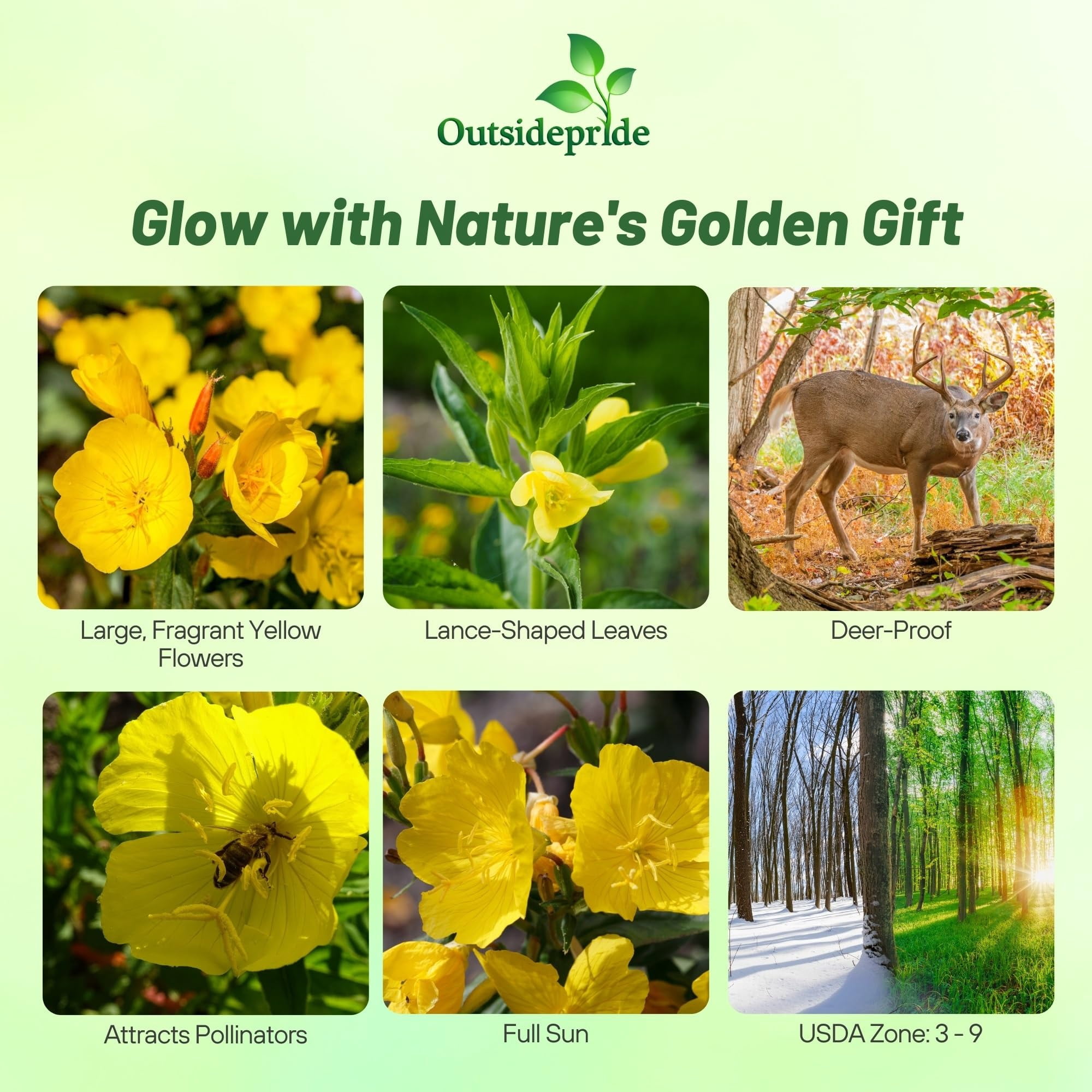 Outsidepride Evening Primrose FEV6 Seeds - 5000 Pcs Annual, Hardy, Easy ...