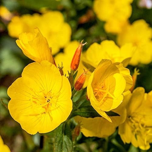 Outsidepride Evening Primrose Seeds - 5000 AFN1Pcs Annual, Hardy, Easy ...