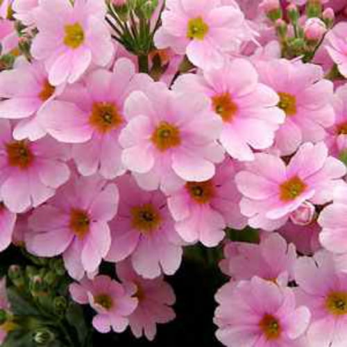 Outsidepride Fairy Primrose Pink - 2000 Seeds - Walmart.com