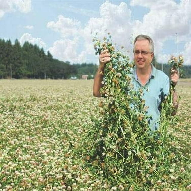 Outsidepride Fixation Balansa Clover Seeds for Lawn - 5 lbs. Coated ...