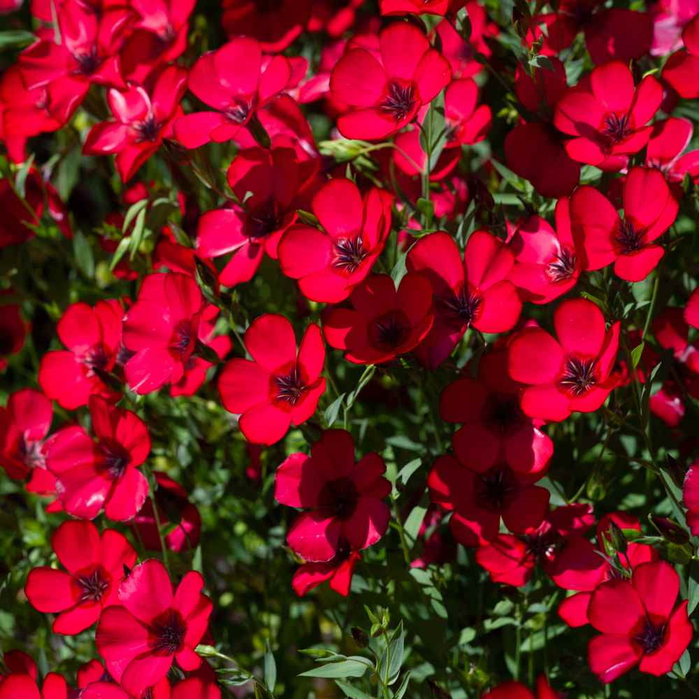 Outsidepride Flax Scarlet Seed - 1/4 LB - Walmart.com