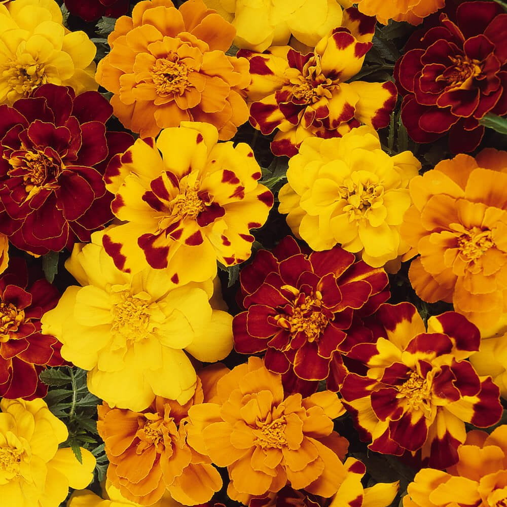 Outsidepride French Marigold Outback Mix Flower Seeds - 500 Seeds ...