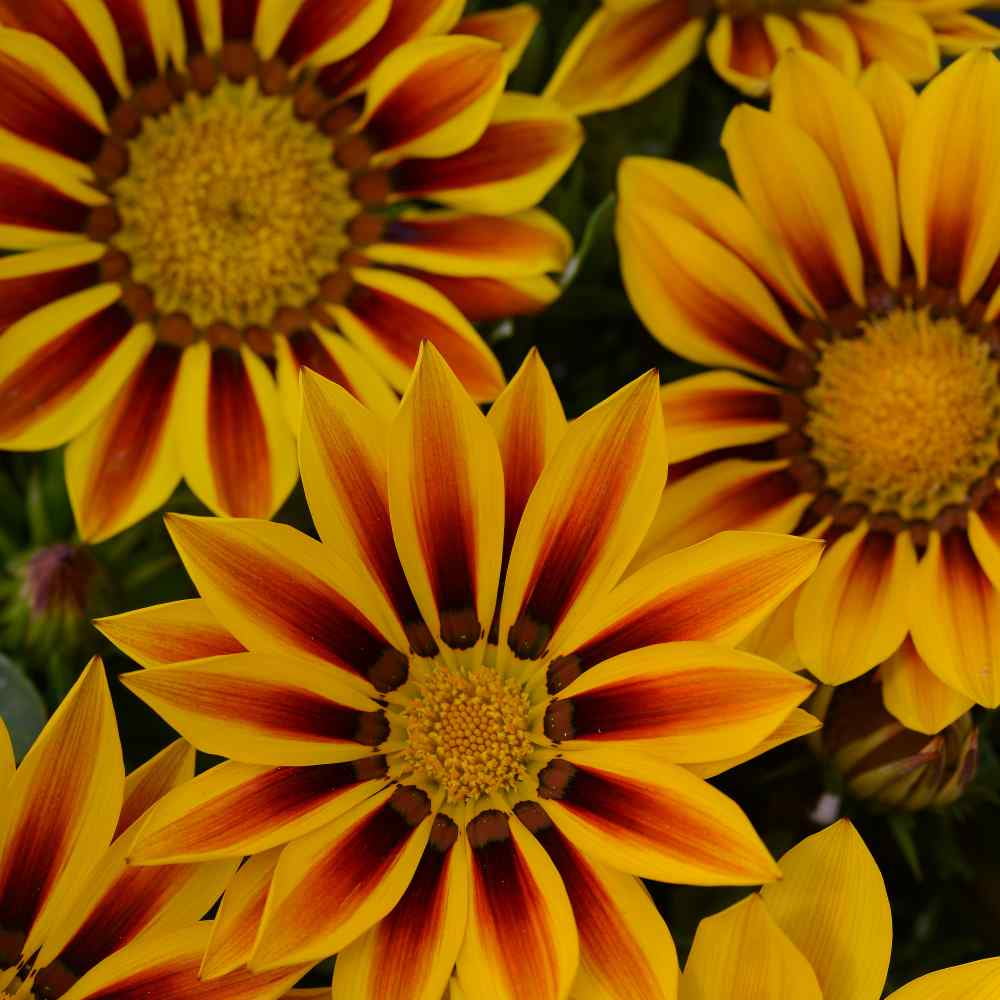 Outsidepride Gazania Garden Leader Red Striped - 50 seeds - Walmart.com