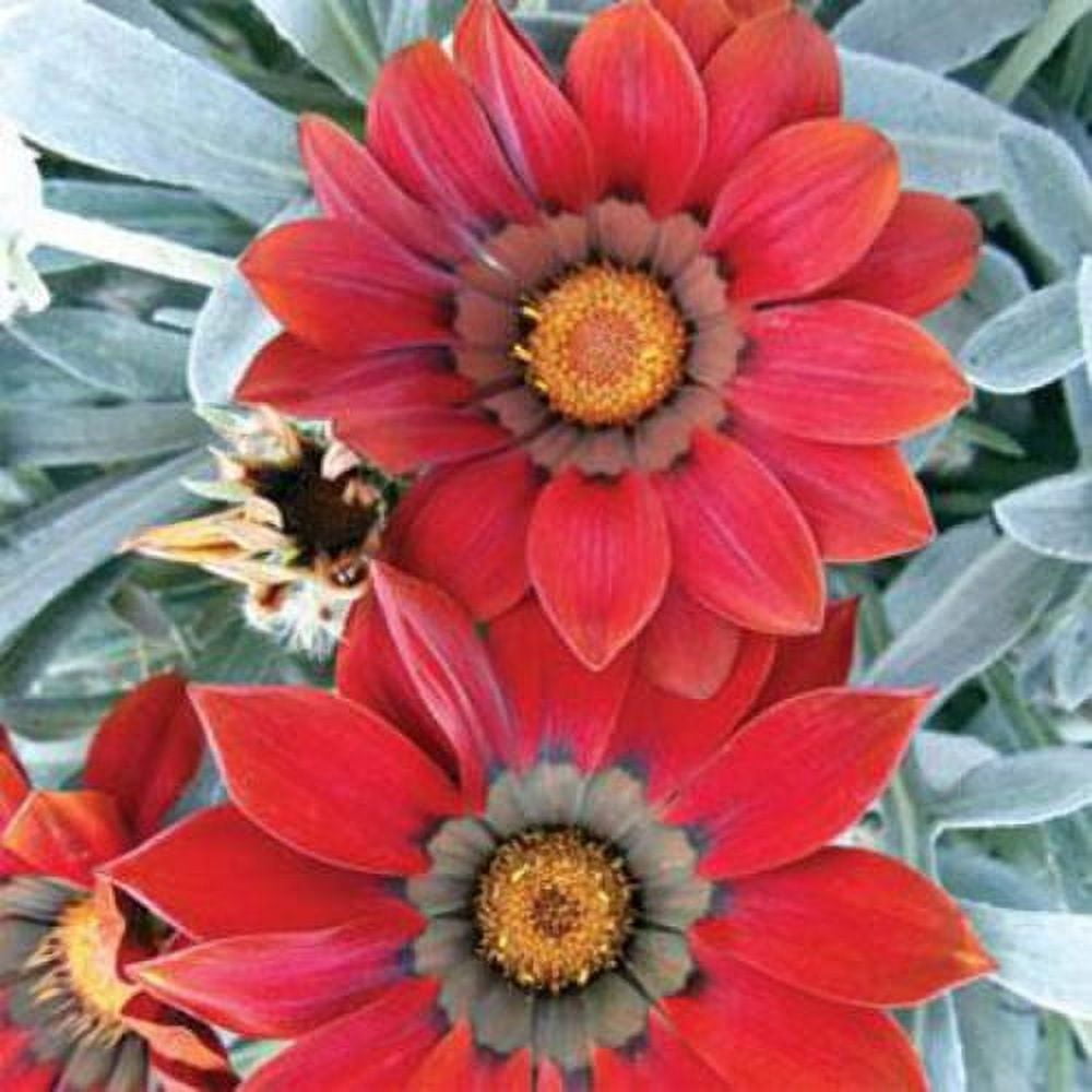 Outsidepride Gazania Kiss Frosty Red - 50 Seeds - Walmart.com