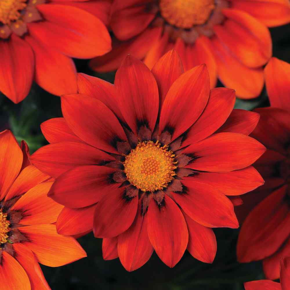 Outsidepride Gazania Red Shades - 50 seeds - Walmart.com