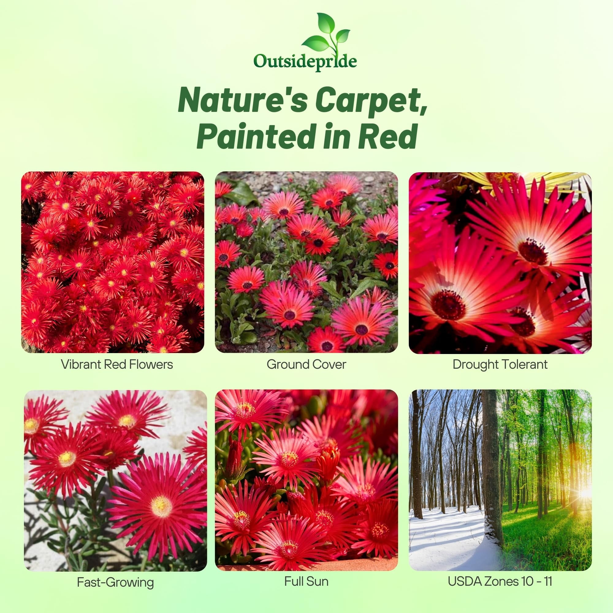 Outsidepride Gelato Red Ice Plant Seeds - H2FSD5000 Pcs Perennial ...