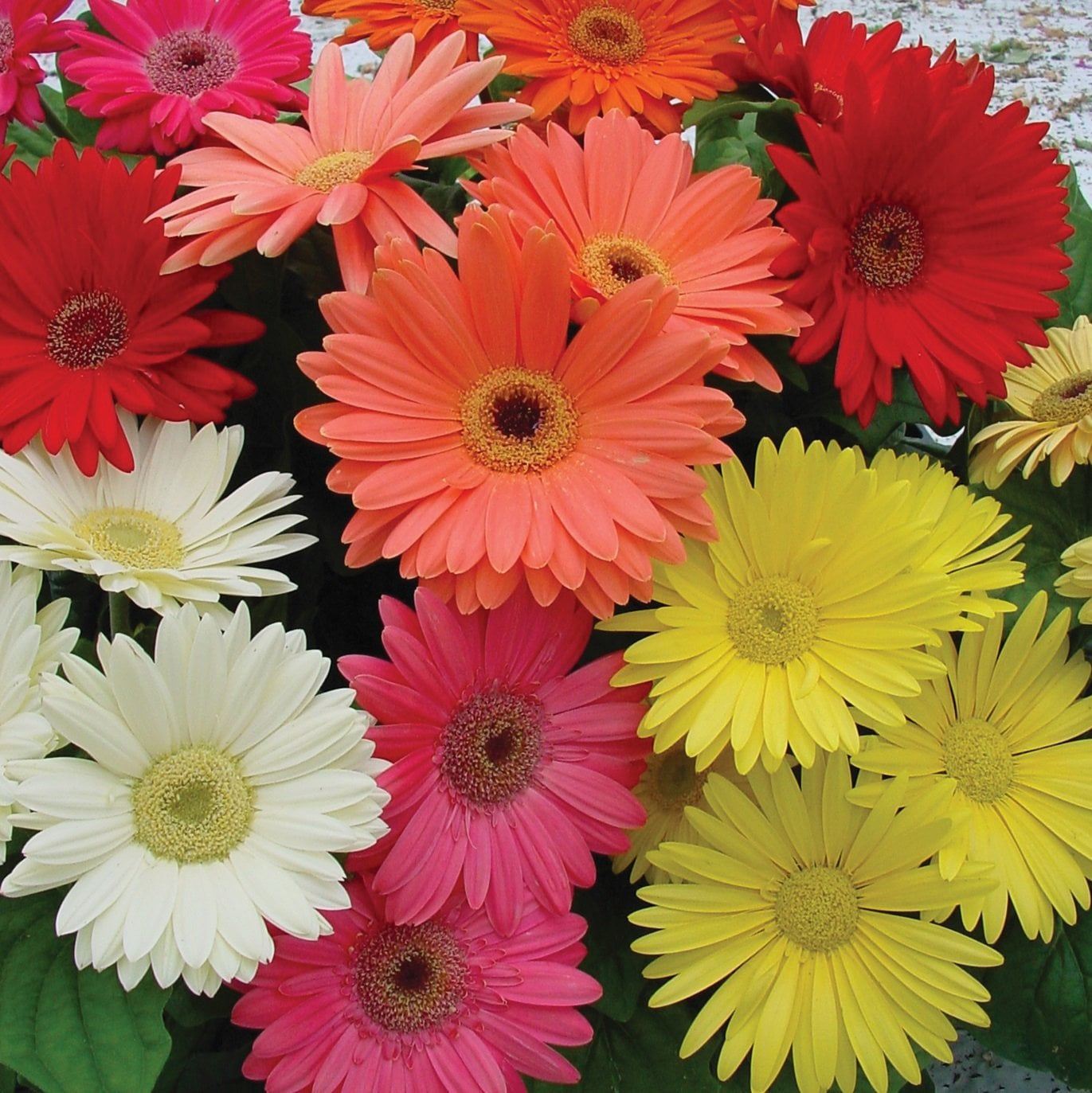 Outsidepride Gerbera Daisy Flower Seed Mix - 200 Seeds for Outdoor ...
