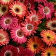 Outsidepride Gerbera Daisy Revolution Bicolor Flower Seed Mix - 20 ...