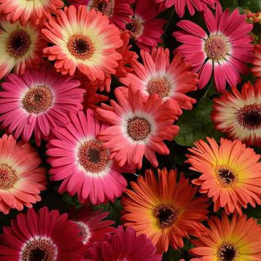 Osteospermum Akila African Daisy - Drought Tolerant, Outdoor Perennial ...