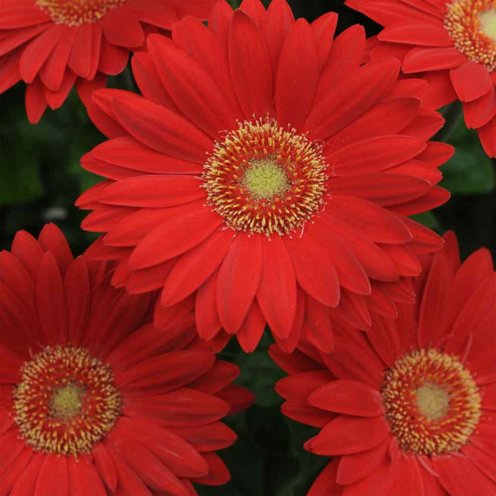 Outsidepride Gerbera Red Shades - 20 seeds - Walmart.com