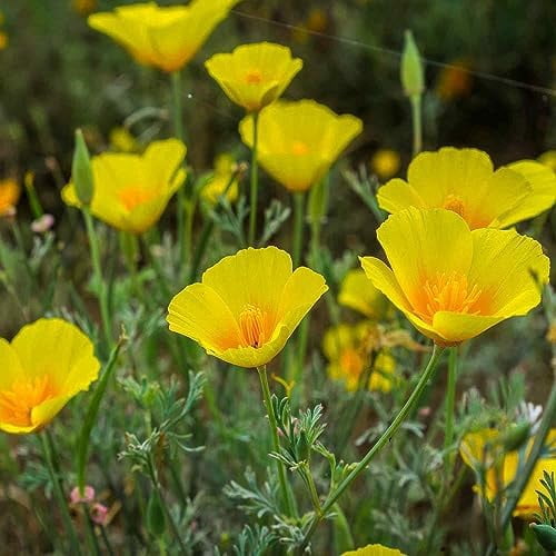 Outsidepride Golden West California Poppy Seeds - MHD15000 Pieces ...