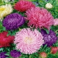 Outsidepride Gremlin Aster Seeds - 1000 MVR1 Pcs. Annual, Hardy ...
