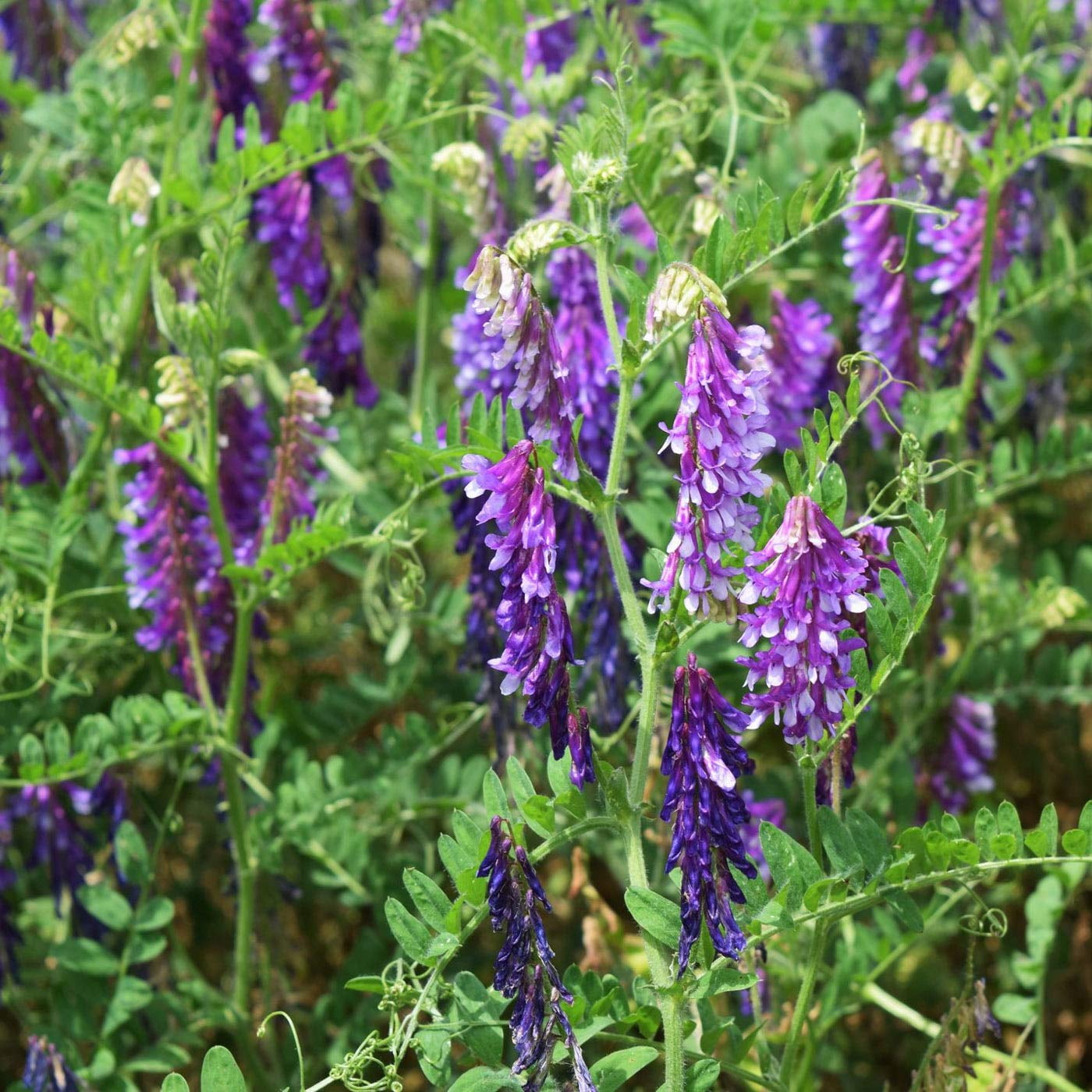 Outsidepride Hairy Vetch Cover Crop Seeds SMR- 5 Cold Tolerant, Winter ...