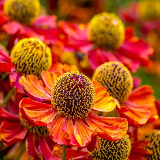 Outsidepride Helenium Autumnale - 4000 Seeds - Walmart.com