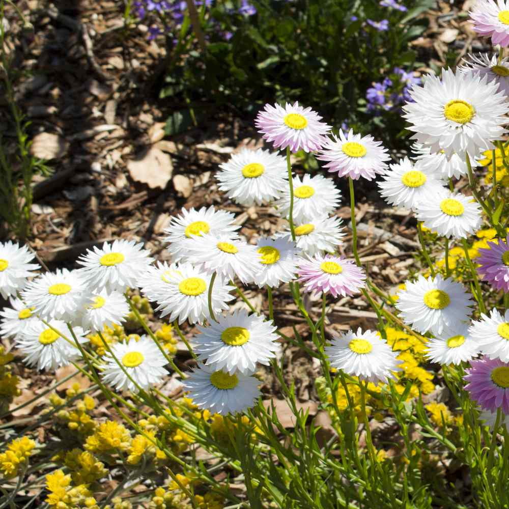 Outsidepride Helichrysum White - 10000 Seeds - Walmart.com