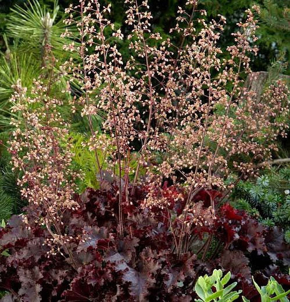 Outsidepride Heuchera Melting Fire Flower Plant Seed - 100 Seeds ...