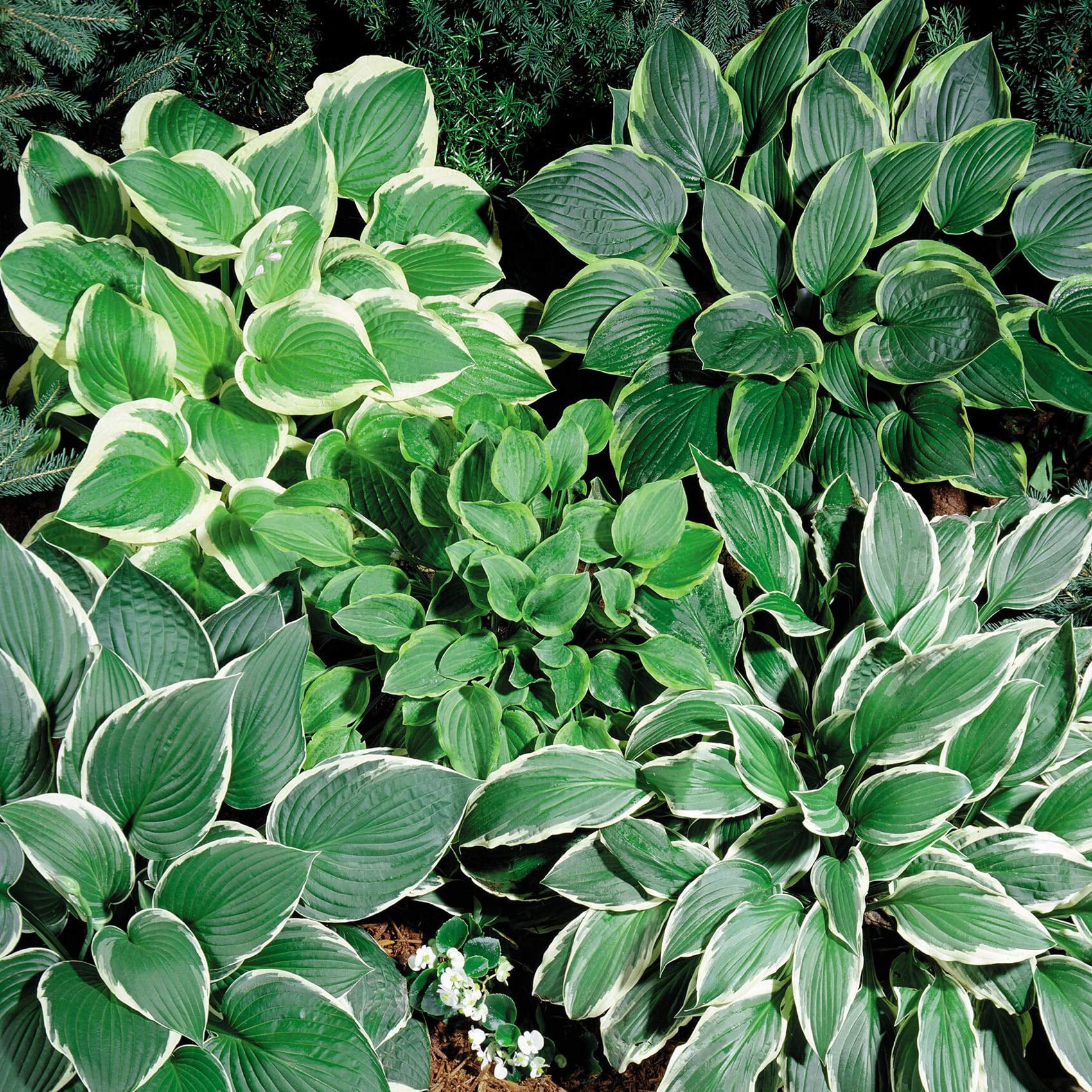 Outsidepride Hosta American Seeds - 50 ITL1 Pcs. Perennial, Easy Low ...