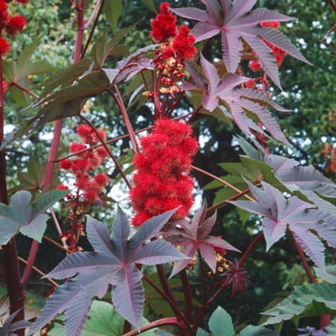 Outsidepride Bright Red Castor Bean Plant Seeds - Ricinus Communis - 30 ...