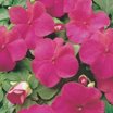 Outsidepride Vinca Titan Bubble Gum Flower Seed Mix - 100 Seeds ...