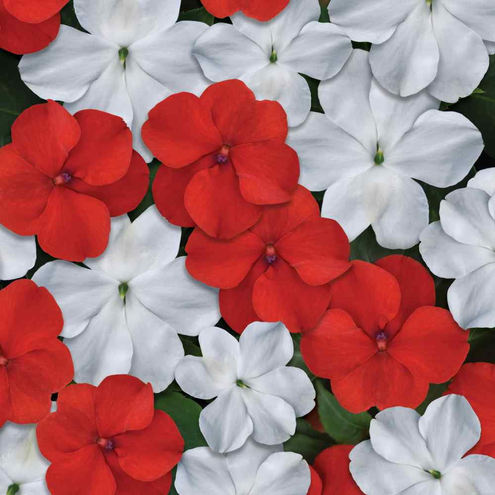 Outsidepride Impatiens Red White Mix - 200 Seeds - Walmart.com