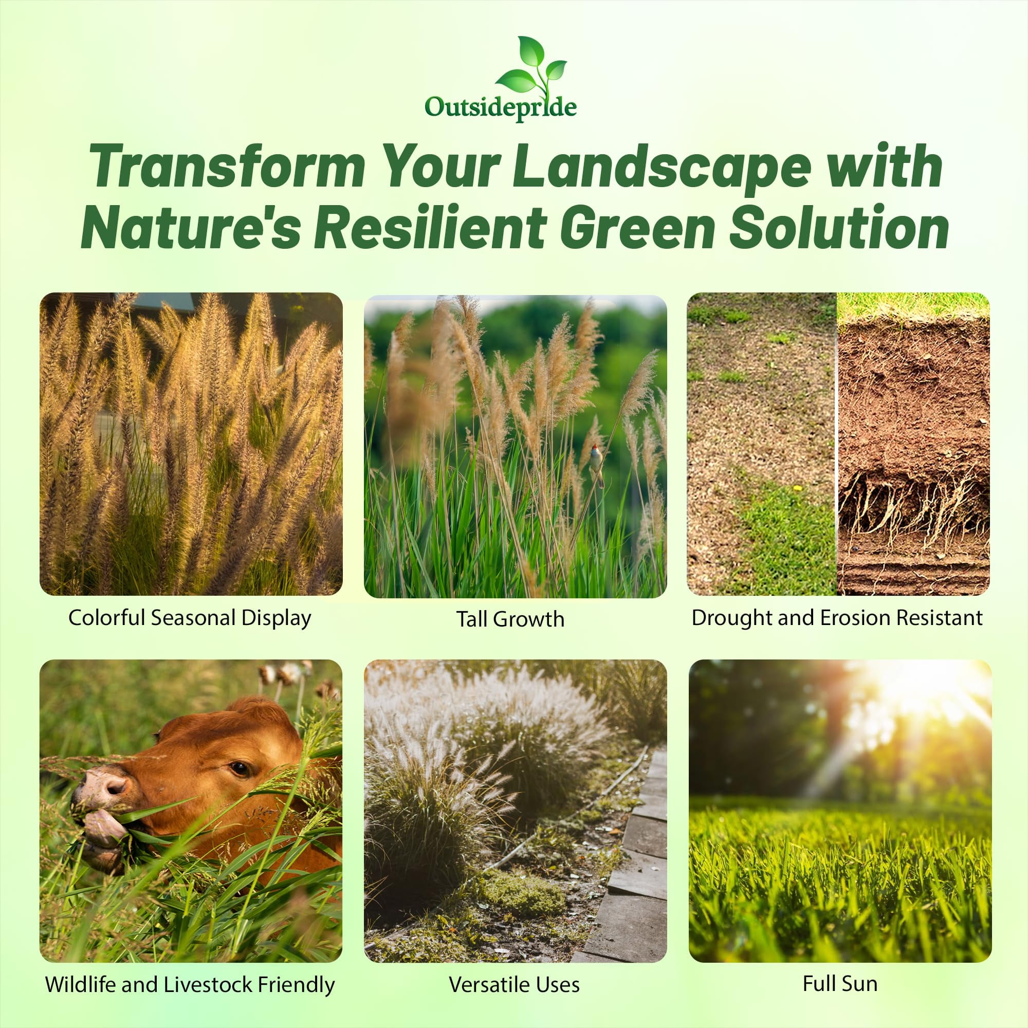 Outsidepride Indian Native FEV6 Grass Seed - 1 lb. Perennial, Low ...