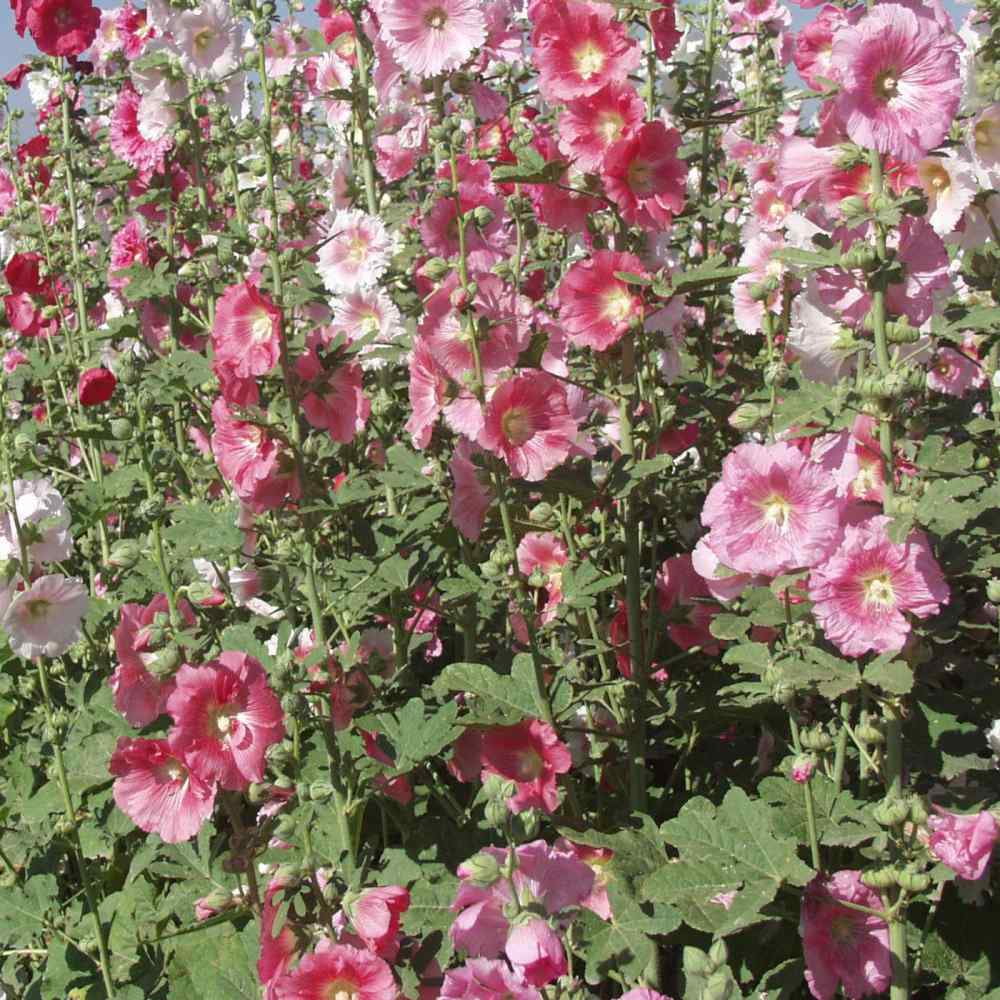 Outsidepride Indian Springs Hollyhock Flower Seed Mix - 2000 Seeds ...