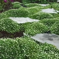 Outsidepride Irish Moss Ground Cover Seeds MTN1 - 10000 Perennial Low ...