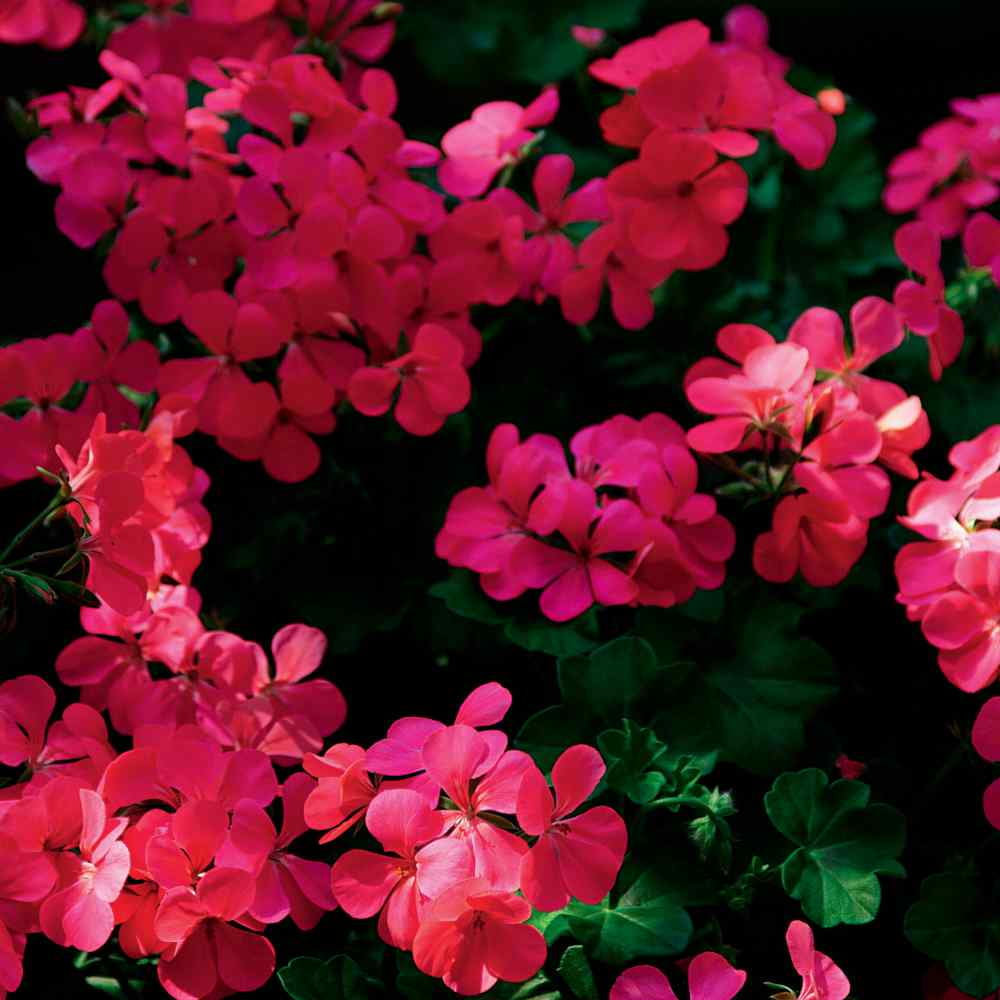 Outsidepride Ivy Leaf Geranium Fuchsia - 20 Seeds - Walmart.com