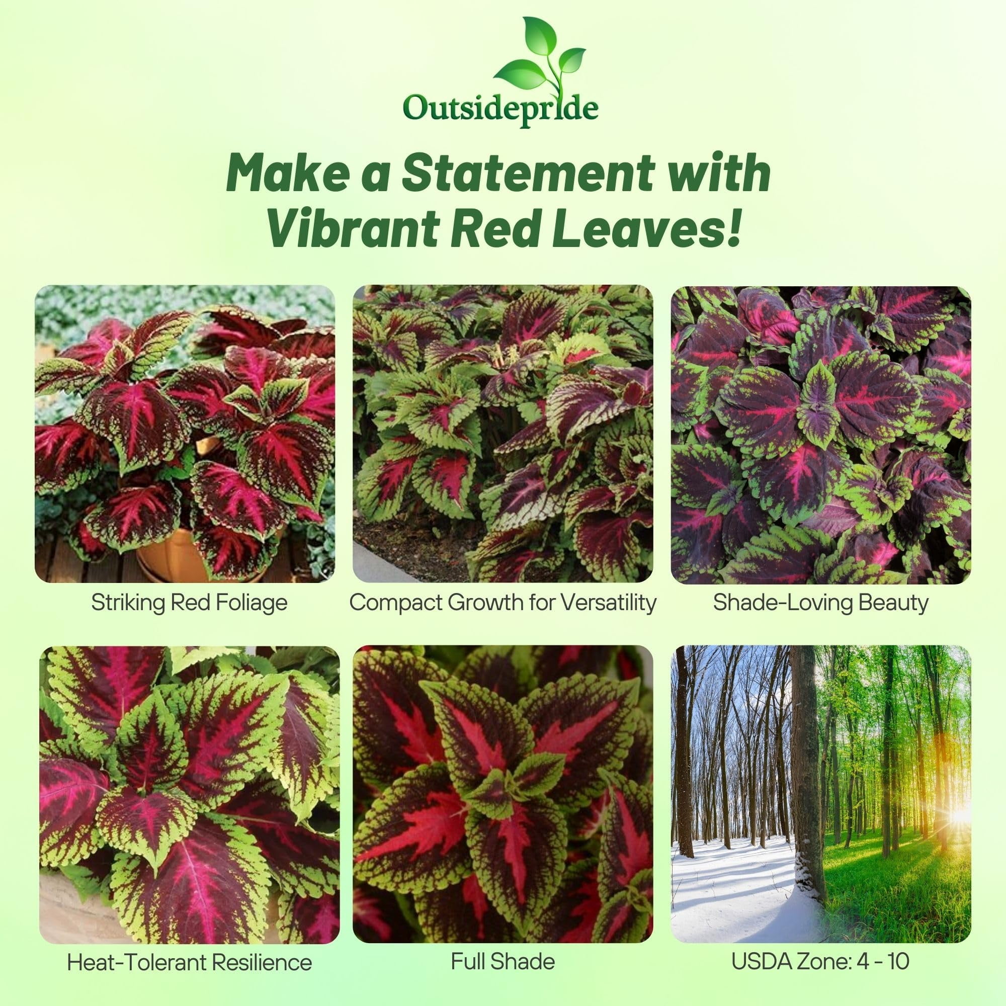 Outsidepride Kong Red AJH3 Coleus Seeds for Planting - 10 Pcs Annual ...