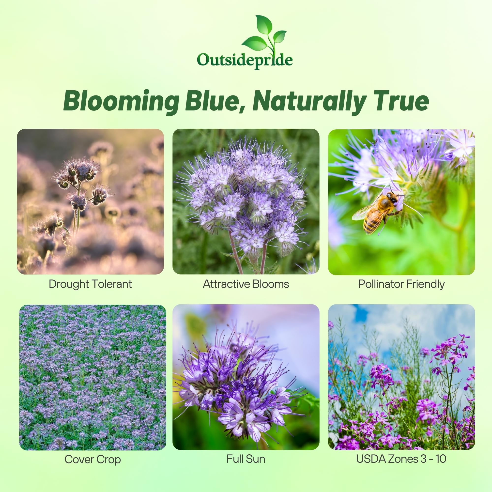 Outsidepride Lacy Phacelia FEV6 Seeds for Planting - 5000 Pcs ...