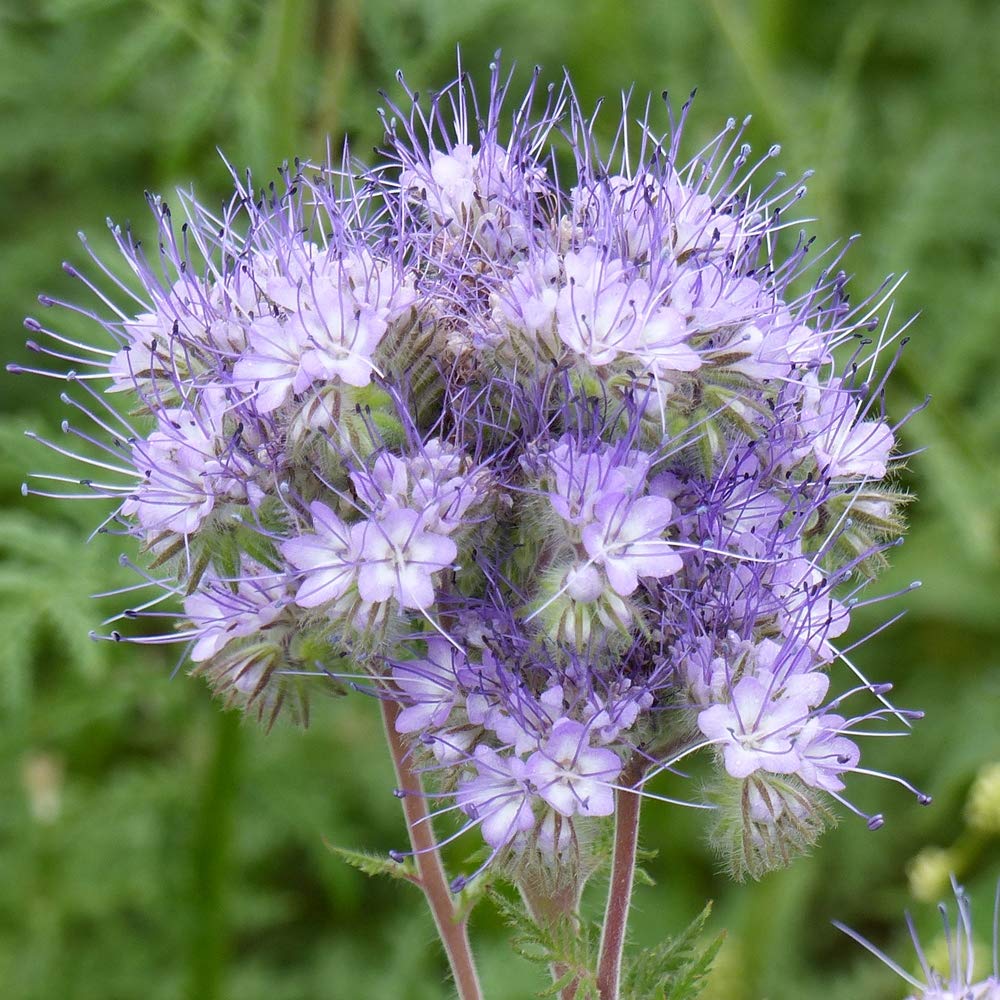 Outsidepride Lacy Phacelia Seeds for Planting - 1/4 Lb Drought-Tolerant ...