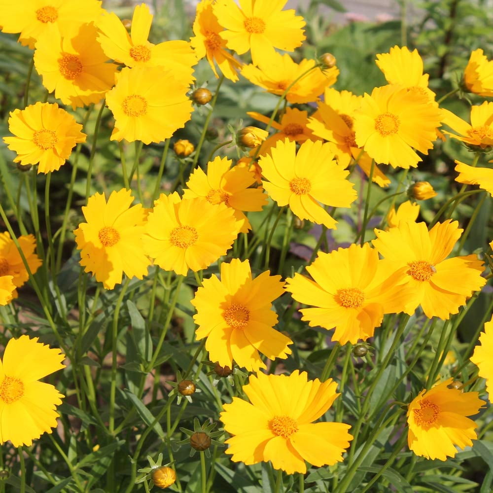 Outsidepride Lance-leaved Coreopsis Seeds - 5000 MVR1 Pcs Perennial ...