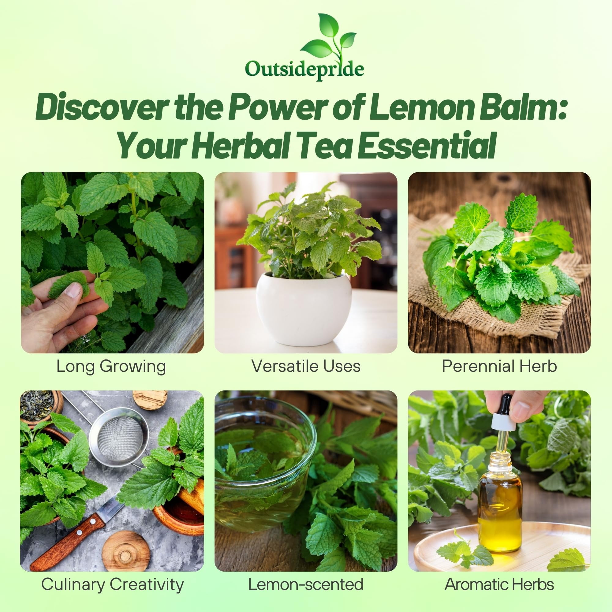 Outsidepride Lemon Bee AJH3 Balm Seeds - 50,000 Perennial, Easy ...