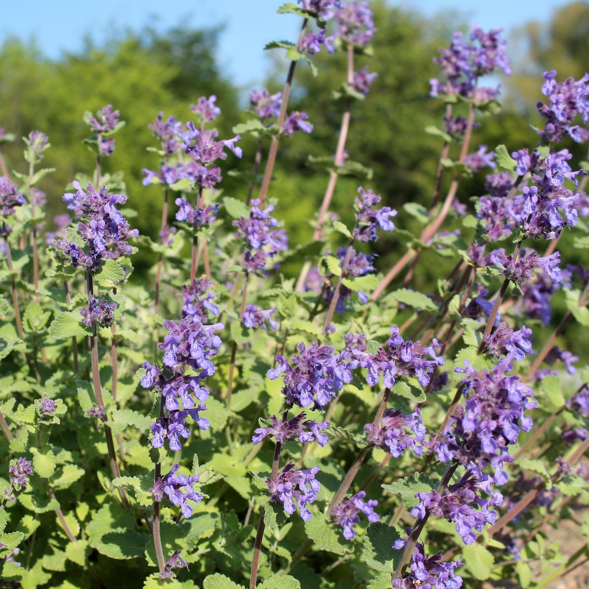 Outsidepride Lemon Catnip Seeds for Planting BSL1 - 5000 Perennial ...