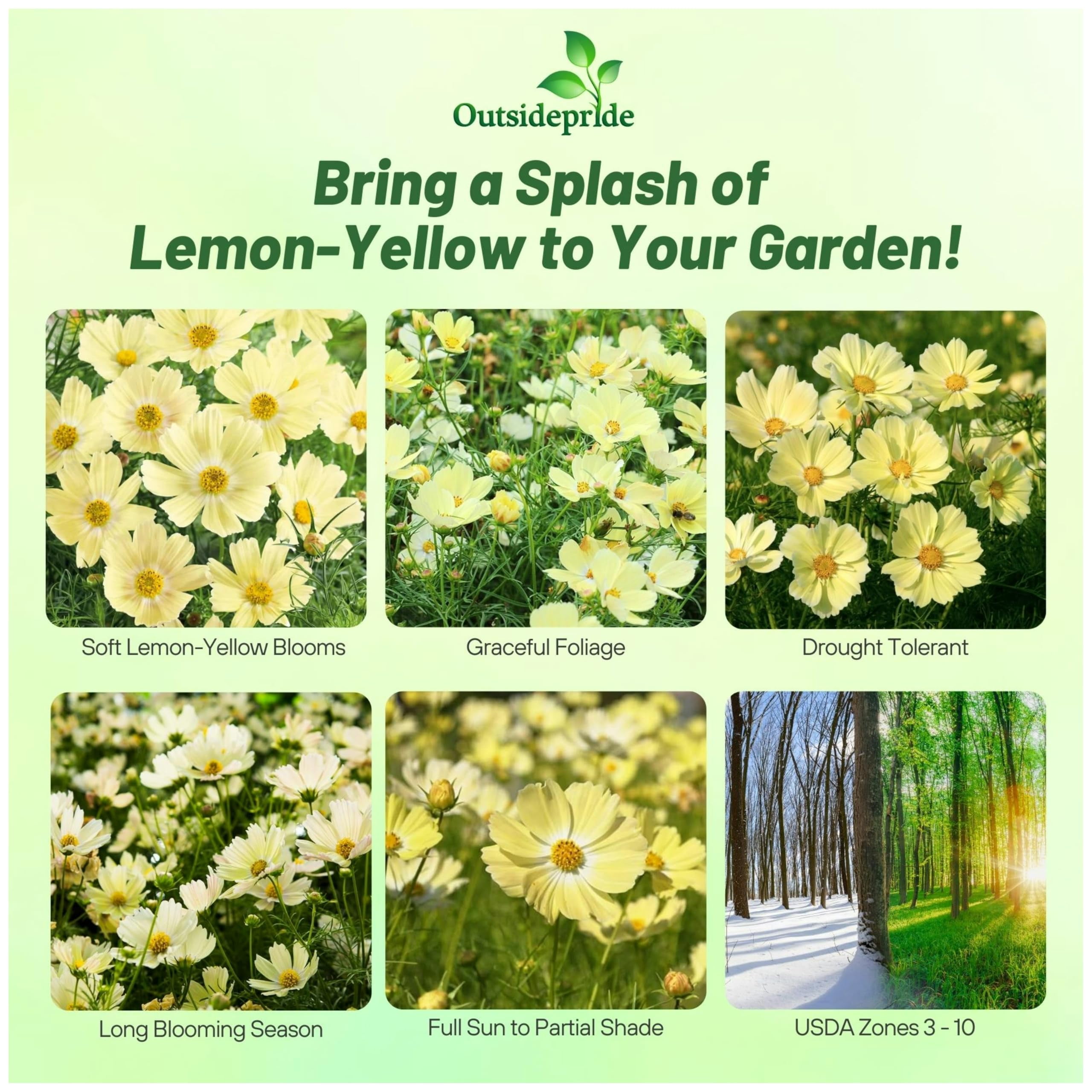 Outsidepride Lemonade Cosmos AJH3 Bipinnatus Seeds - 50 Pcs Annual ...