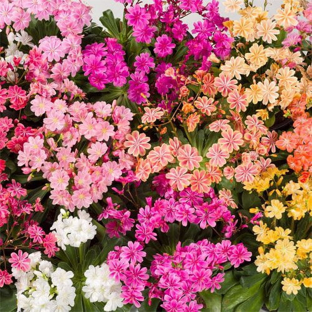 Outsidepride Lewisia Elise Mix - 20 Seeds - Walmart.com
