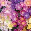 Outsidepride Ivy Leaf Geranium Mix - 20 Seeds - Walmart.com
