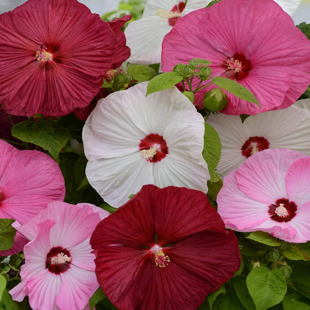 Outsidepride Luna Mix Hibiscus Seeds - MVR1 10 Pcs Perennial Seeds for ...