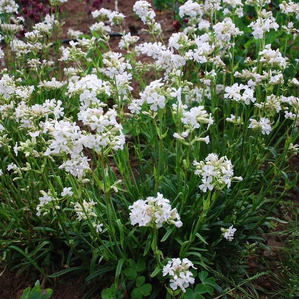 Outsidepride Lychnis Snowstar - 50000 Seeds - Walmart.com
